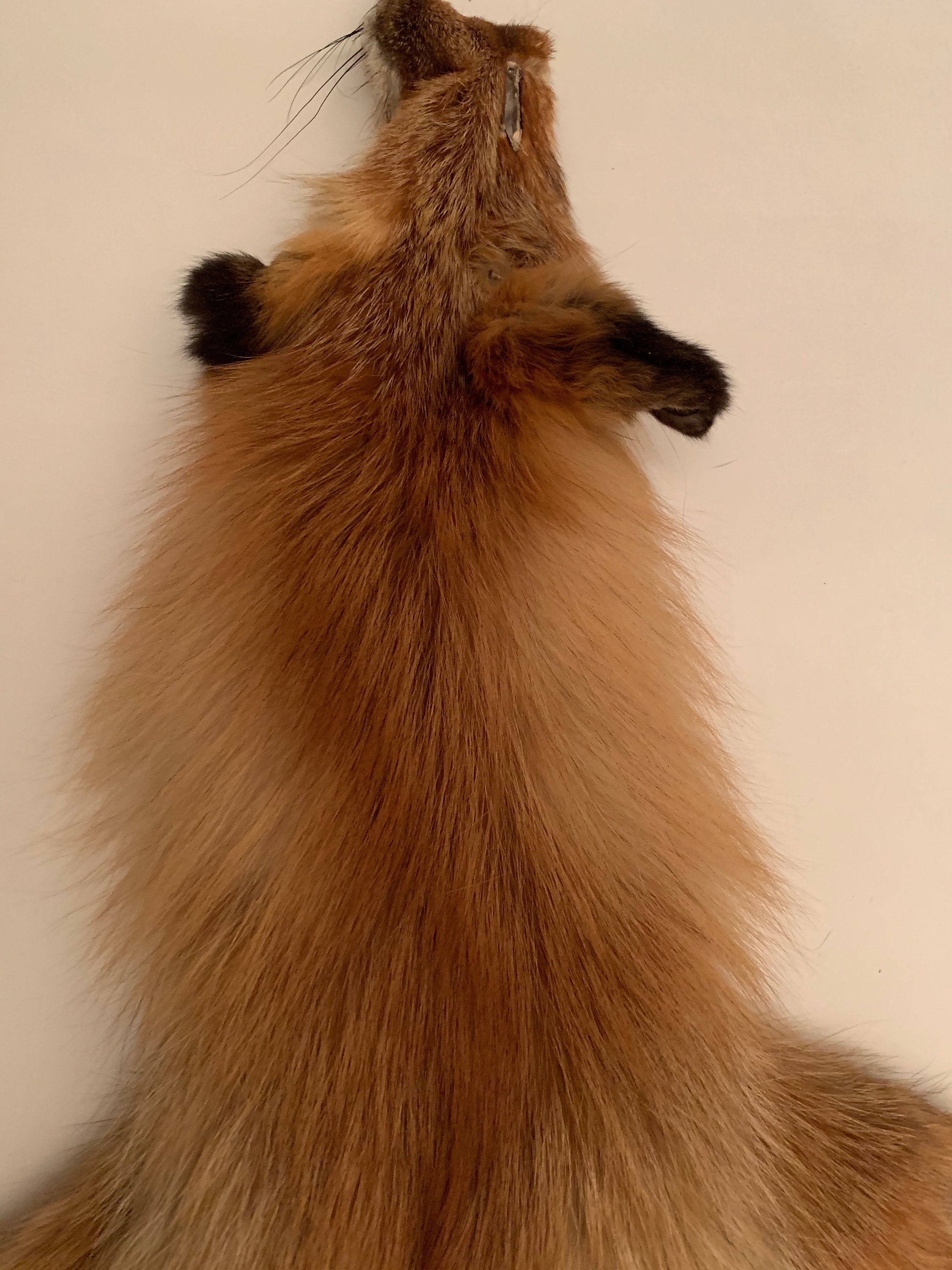 Fox pelt / Siberian fox pelt / Red fox pelt / Animal pelt / | Etsy