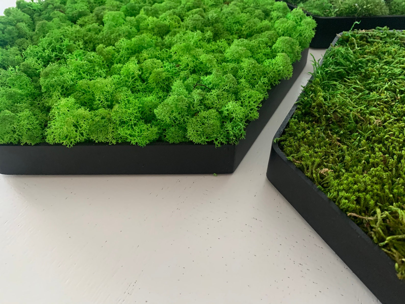 Set of 6 Art of Preserved Moss Pole Hexagons Scandinavian - Etsy