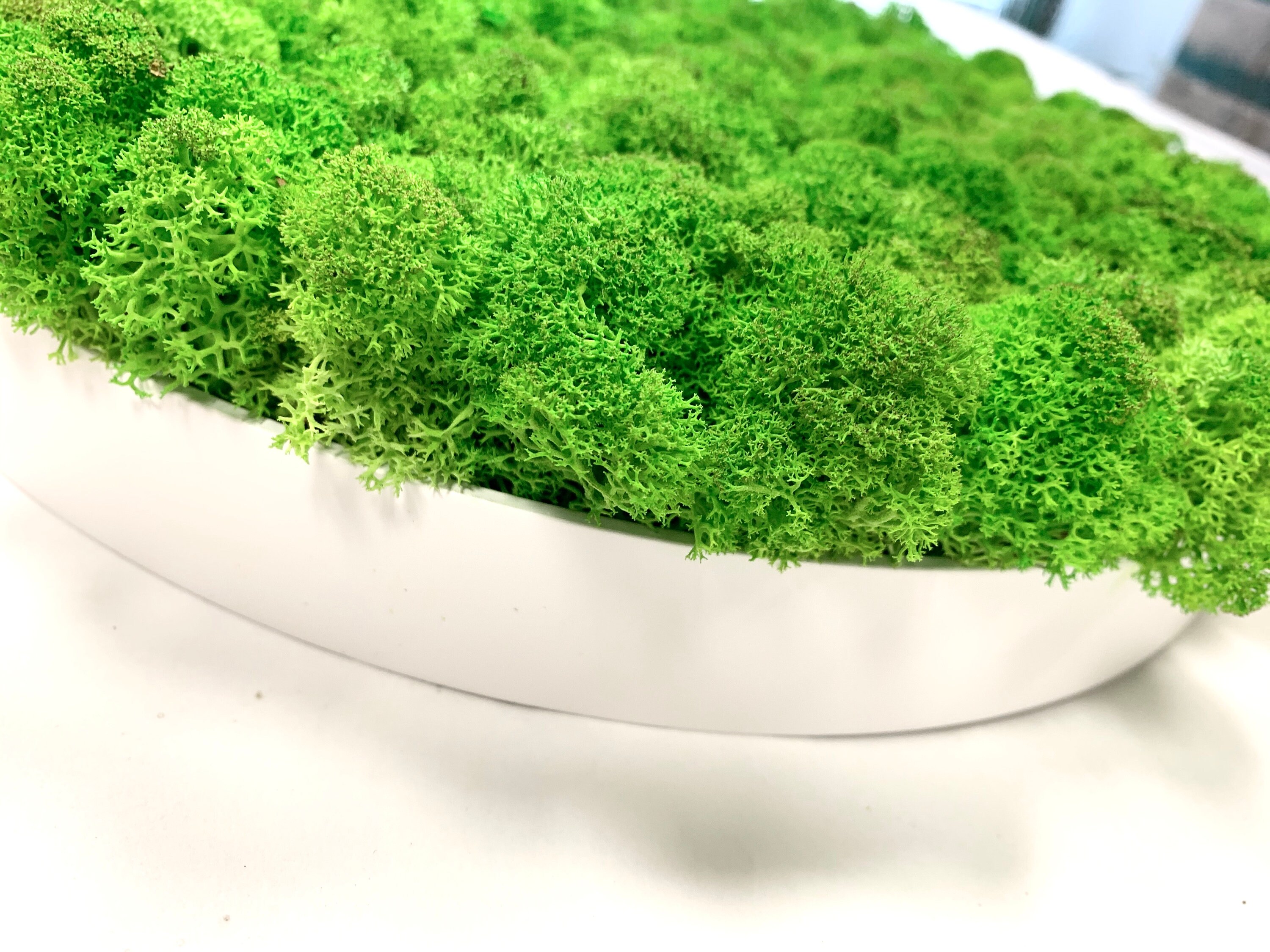 Conjunto de 3 cuadros de arte de musgo conservados naturales, liquen ...