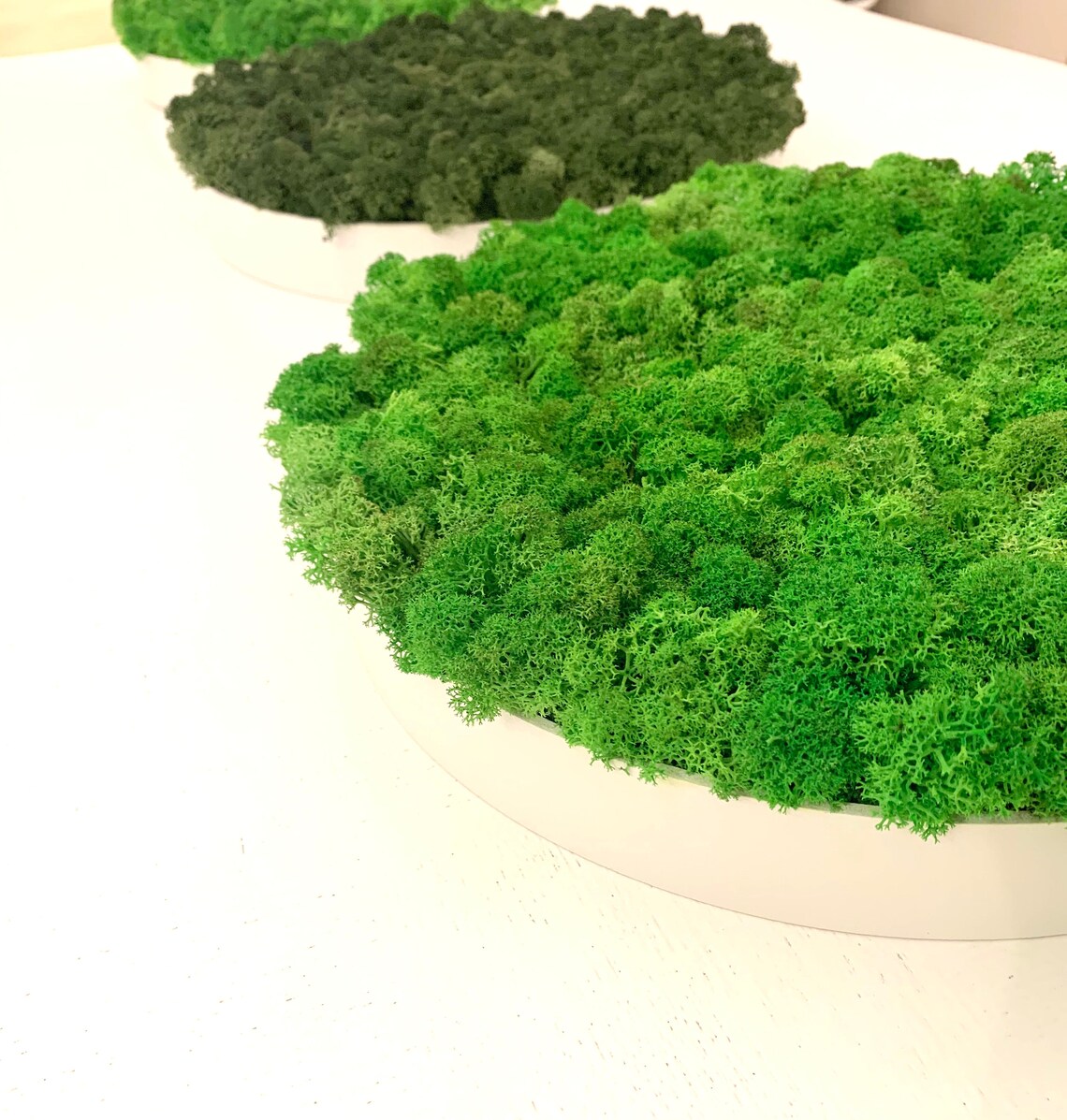 Conjunto de 3 cuadros de arte de musgo conservados naturales, liquen ...