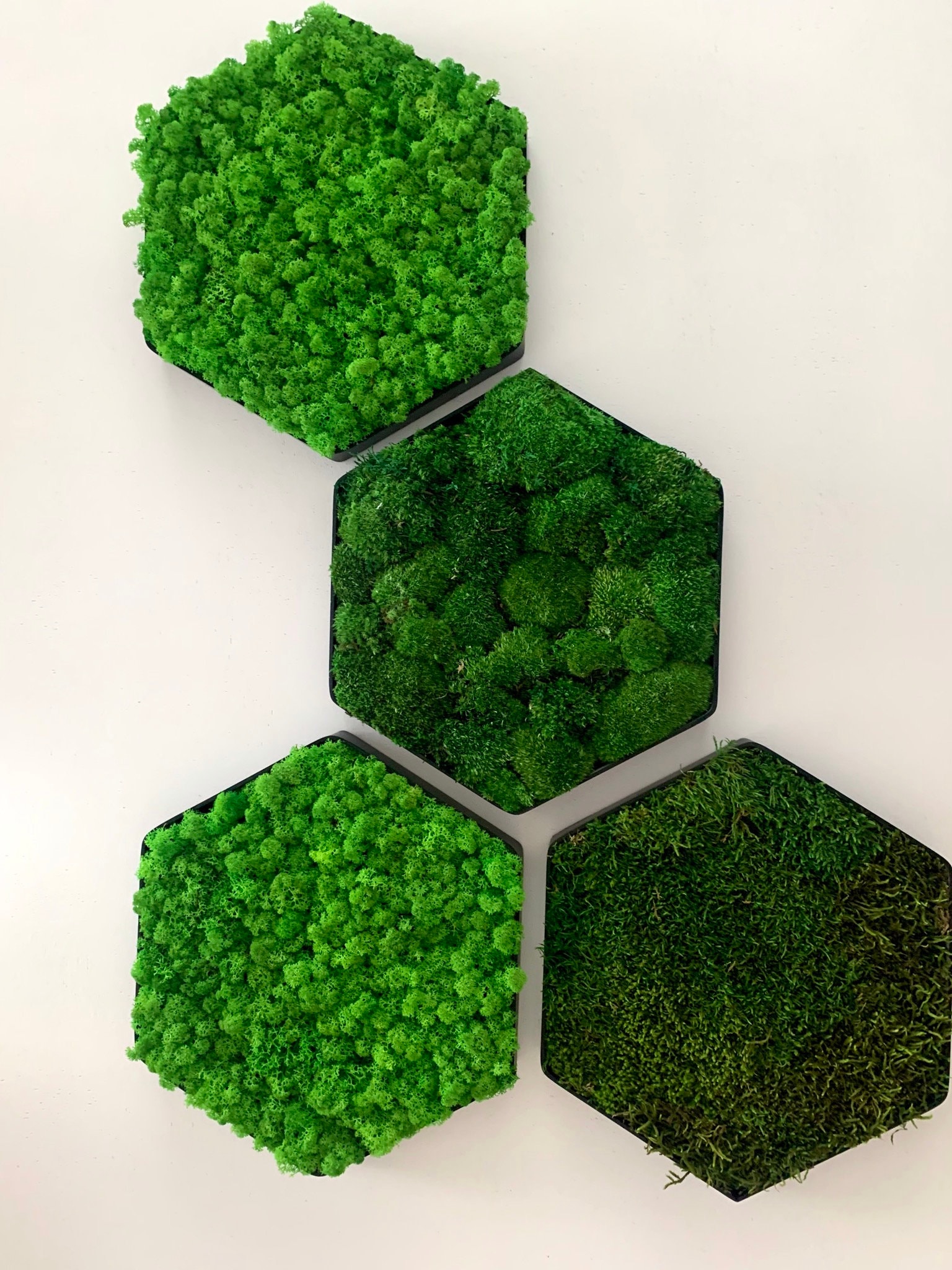 Set of 6 Art of Preserved Moss Pole Hexagons Scandinavian - Etsy
