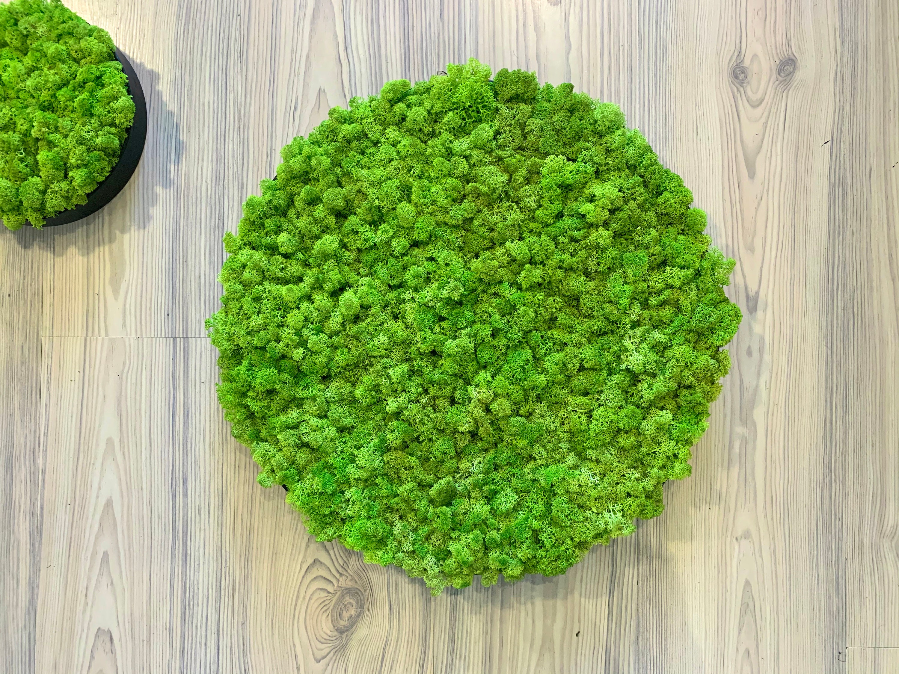 Conjunto de 3 cuadros de arte de musgo conservados naturales, liquen ...