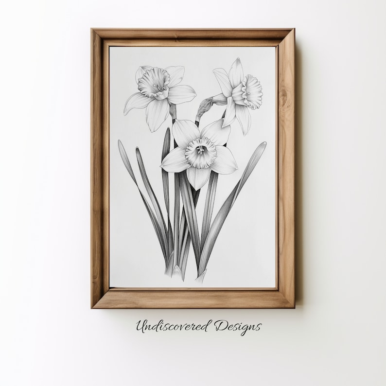 Daffodil Sketch Art Printout Printable Wall Art Vintage Art Prints ...
