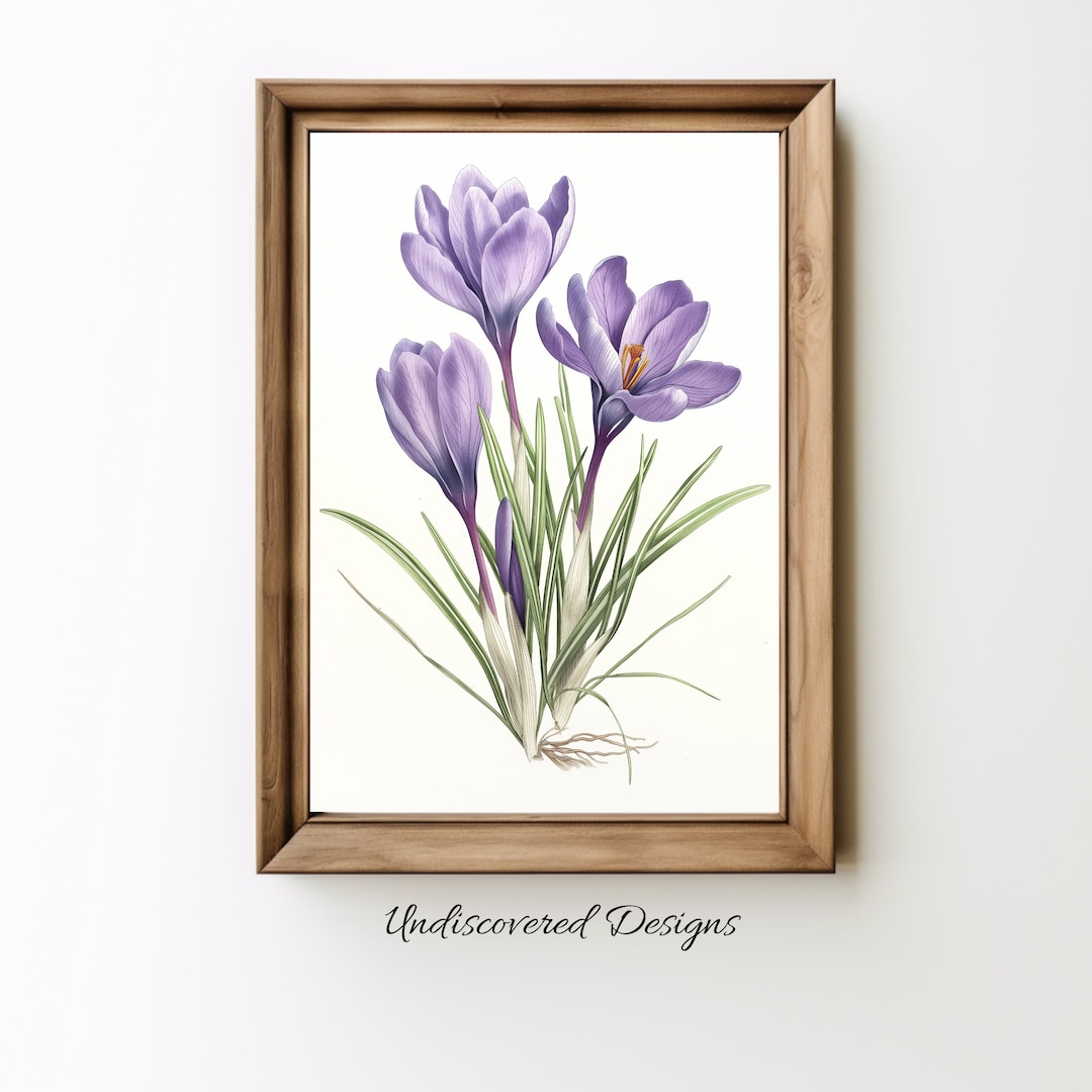 Antique Botanical Print: Elegant Vintage Crocus Painting, Botanical ...