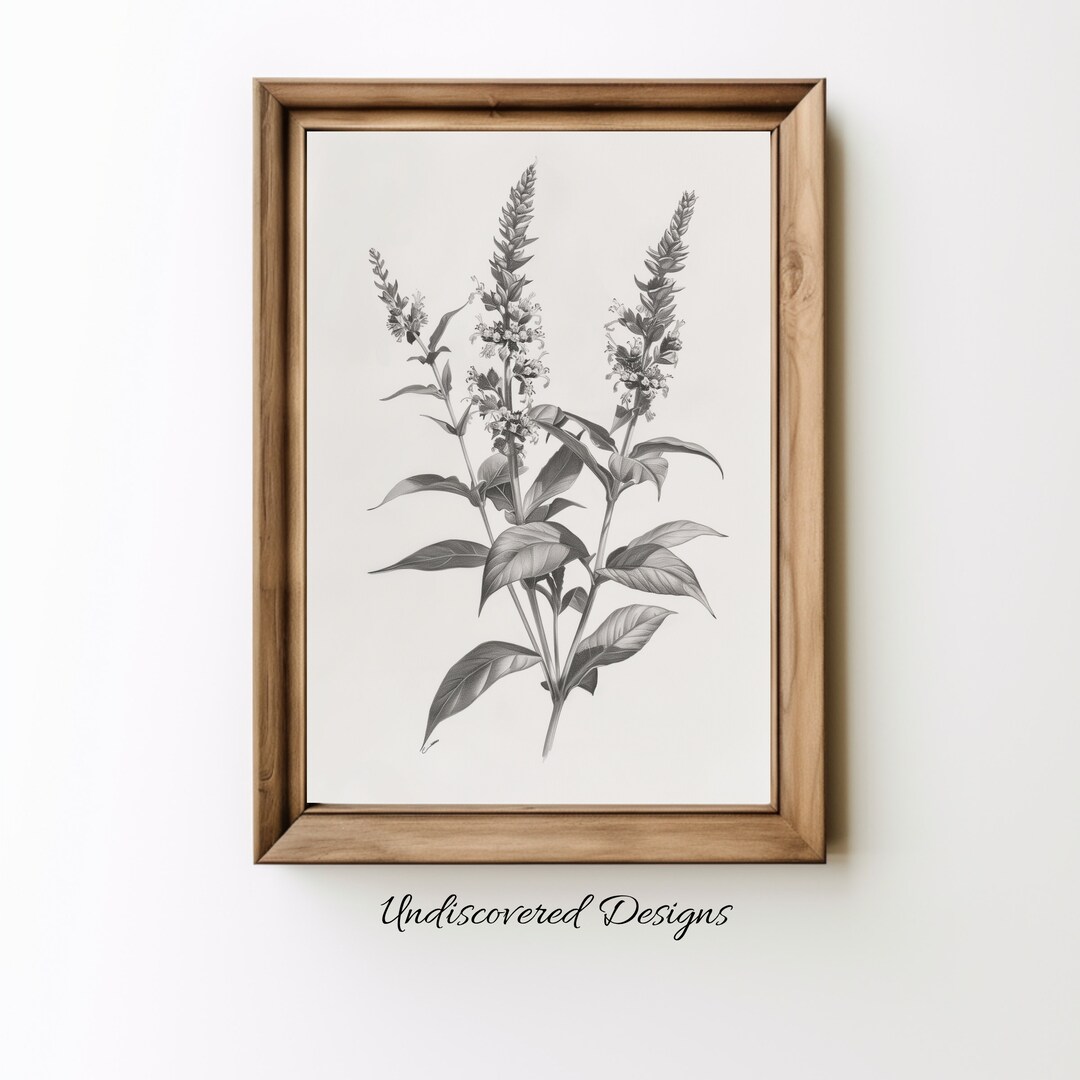 Goldenrod Botanical Sketch Art Printout Printable Wall Art Vintage Art ...