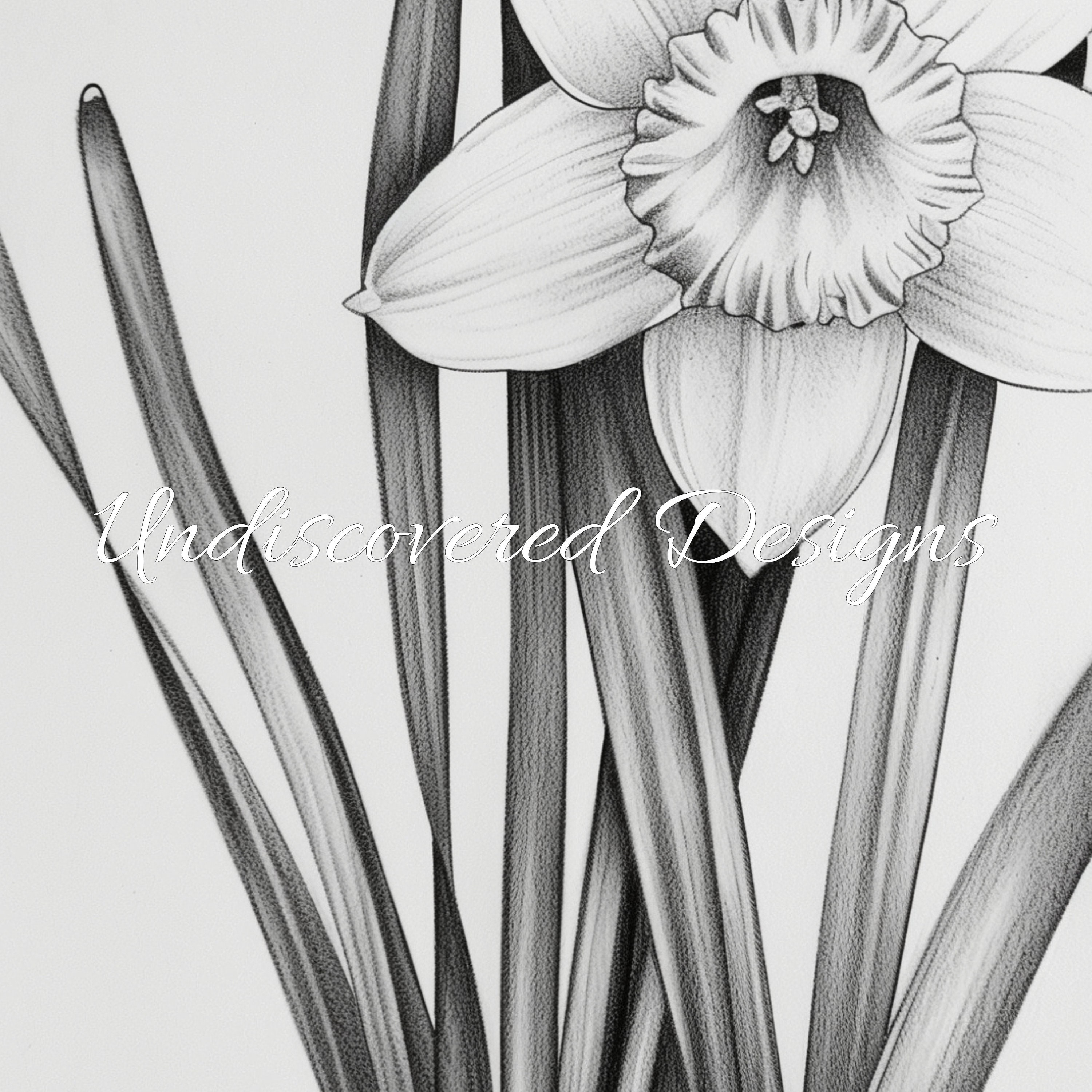 Daffodil Sketch Art Printout Printable Wall Art Vintage Art Prints ...