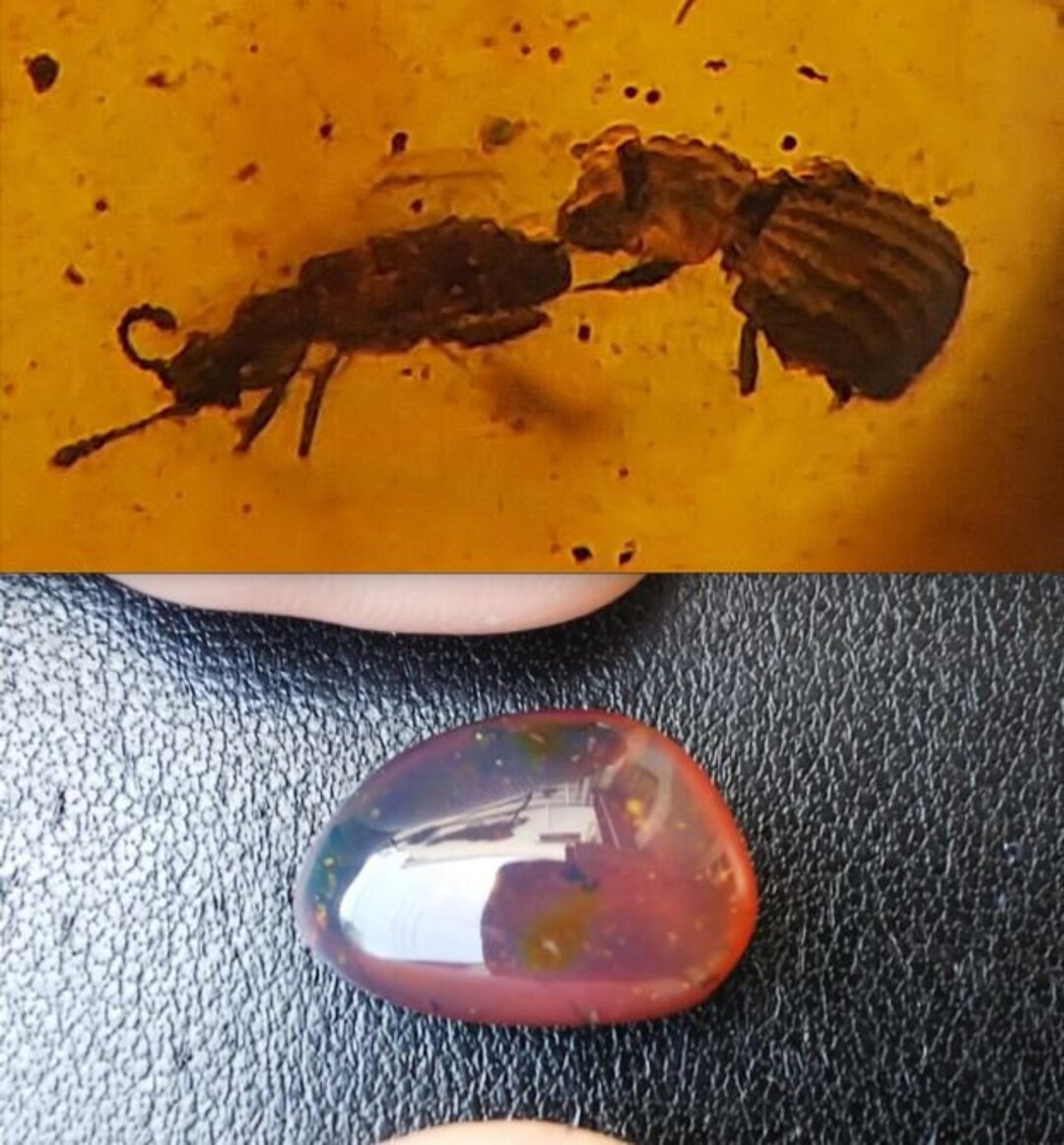 Lepiceridae, Cretaceous Rare Myxophaga Beetle Coleoptera in Burmese ...