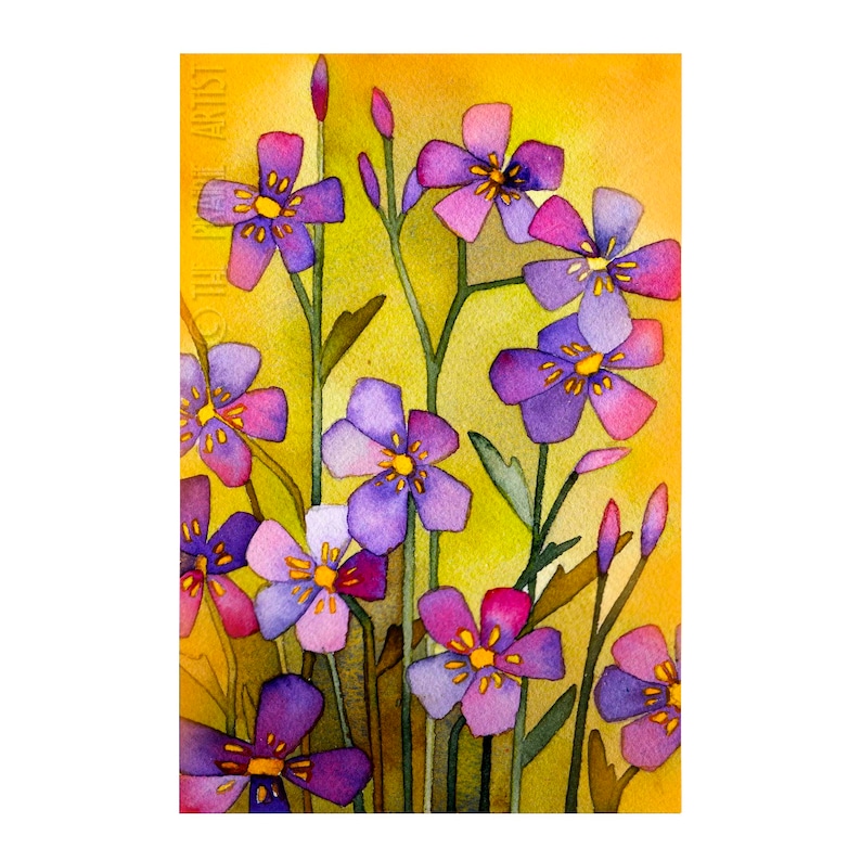 Purple Prairie Phlox Watercolor Art Print Wisconsin Spring - Etsy