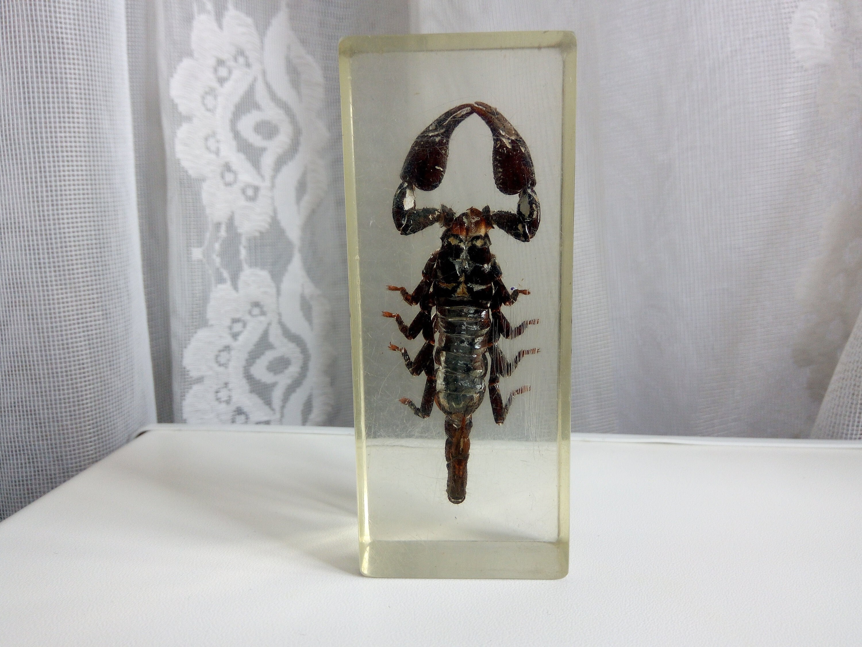 Epoxy Scorpion USSR Soviet Acrylic Block Scorpion Vintage Paperweight ...