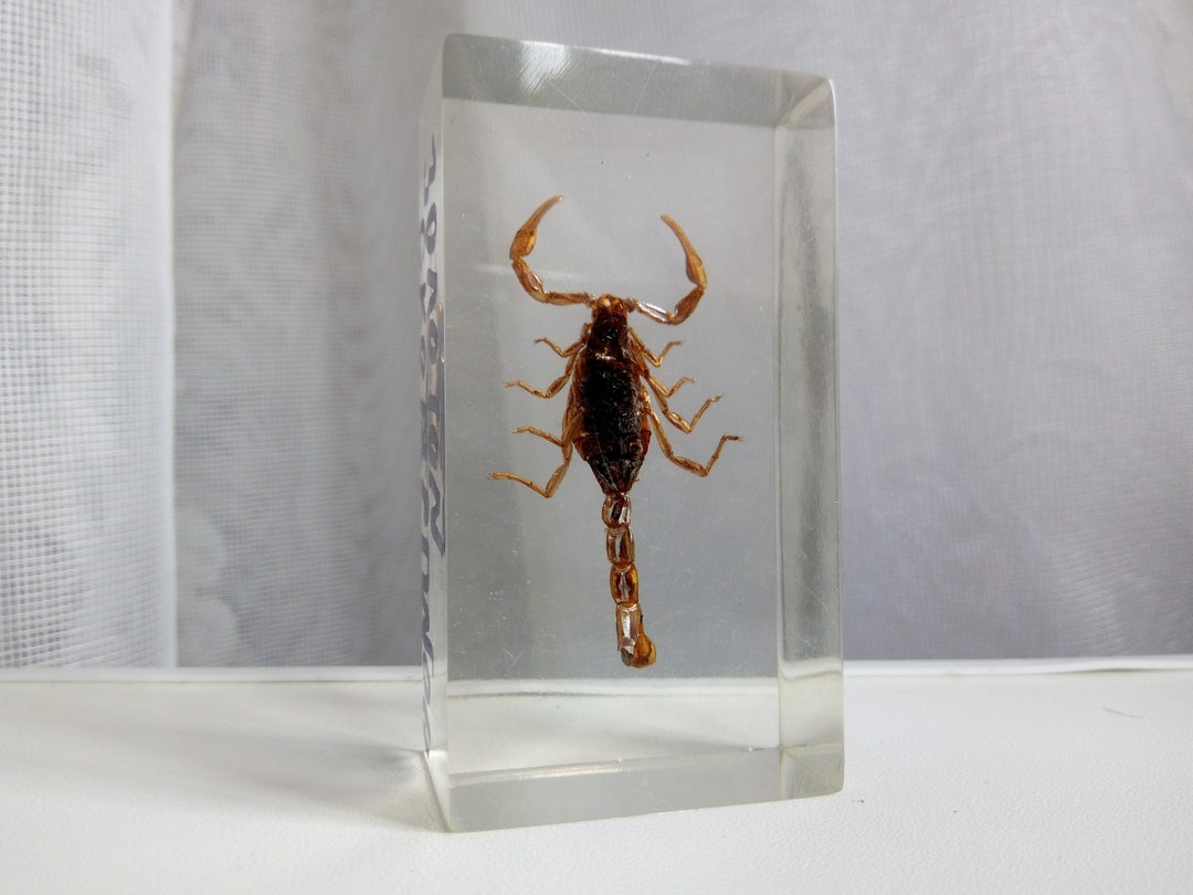 Vintage Scorpion in Epoxy Taxidermy manchurian Golden - Etsy