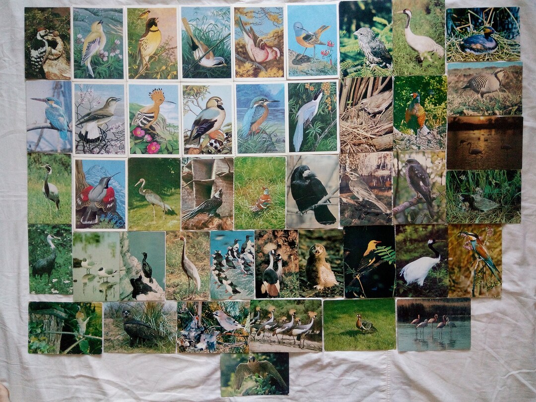Vintage Postcards With Different Birds of the USSR - Etsy