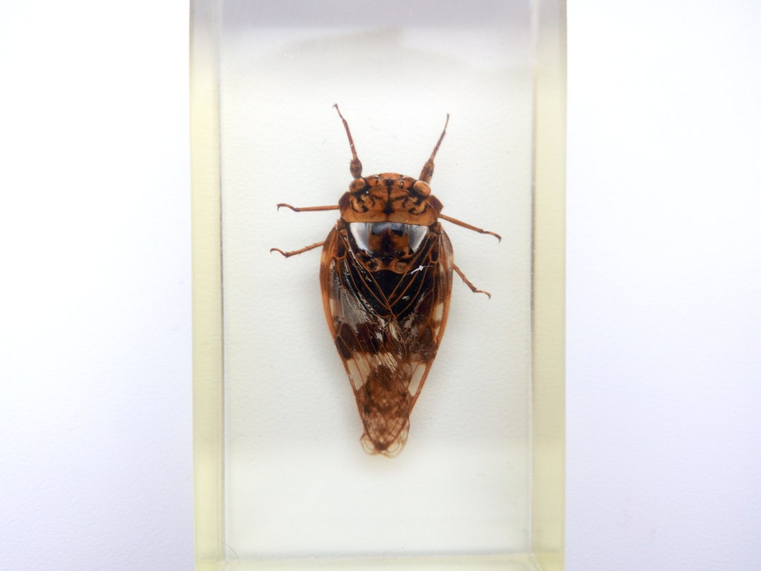 Vintage Cicada in Epoxy Resin, Taxidermy Insect - Etsy