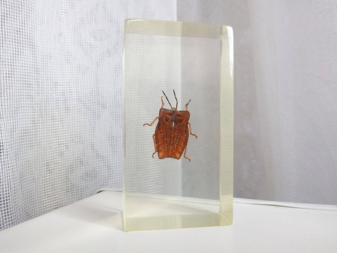Vintage Taxidermy Insect in Epoxy Resin - Etsy