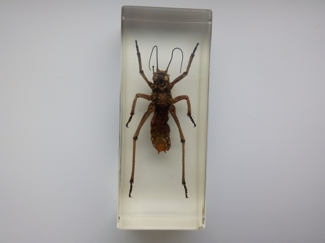 Vintage Insect Locust in Epoxy Resin - Etsy