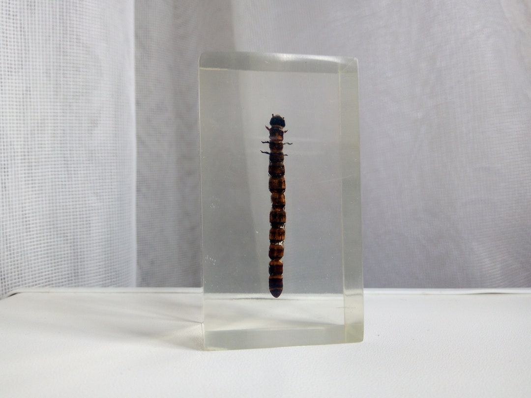 Vintage Centipede in Epoxy Resin, Insect Taxidermy - Etsy