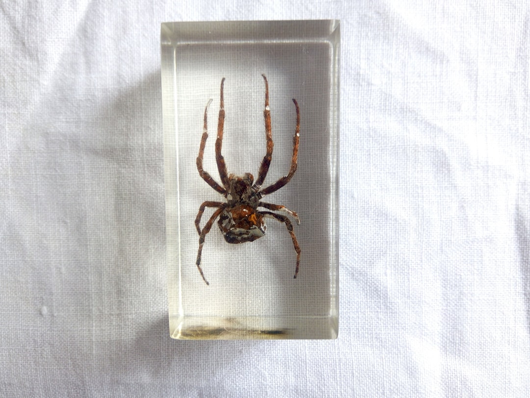 Vintage Tarantula Spider in Epoxy Resin, Taxidermy Insect Spider Cross ...