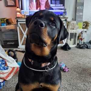 Iced Out Tennis Dog Chain/ Collar (SILVER, PINK, ROSEGOLD) - Etsy