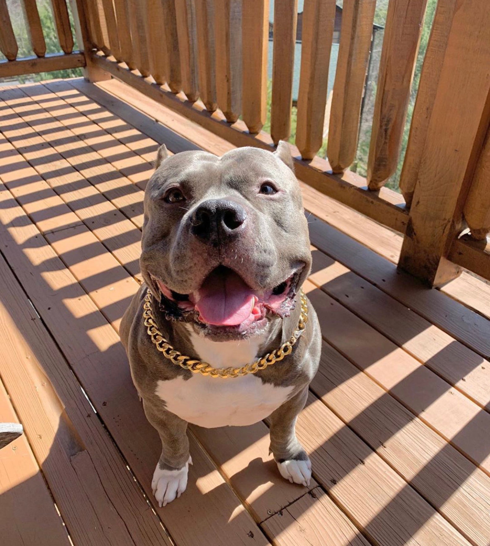 Cuban Link Dog Chain, Custom Dog Chain, Handmade Dog Collar, Dog Gift ...