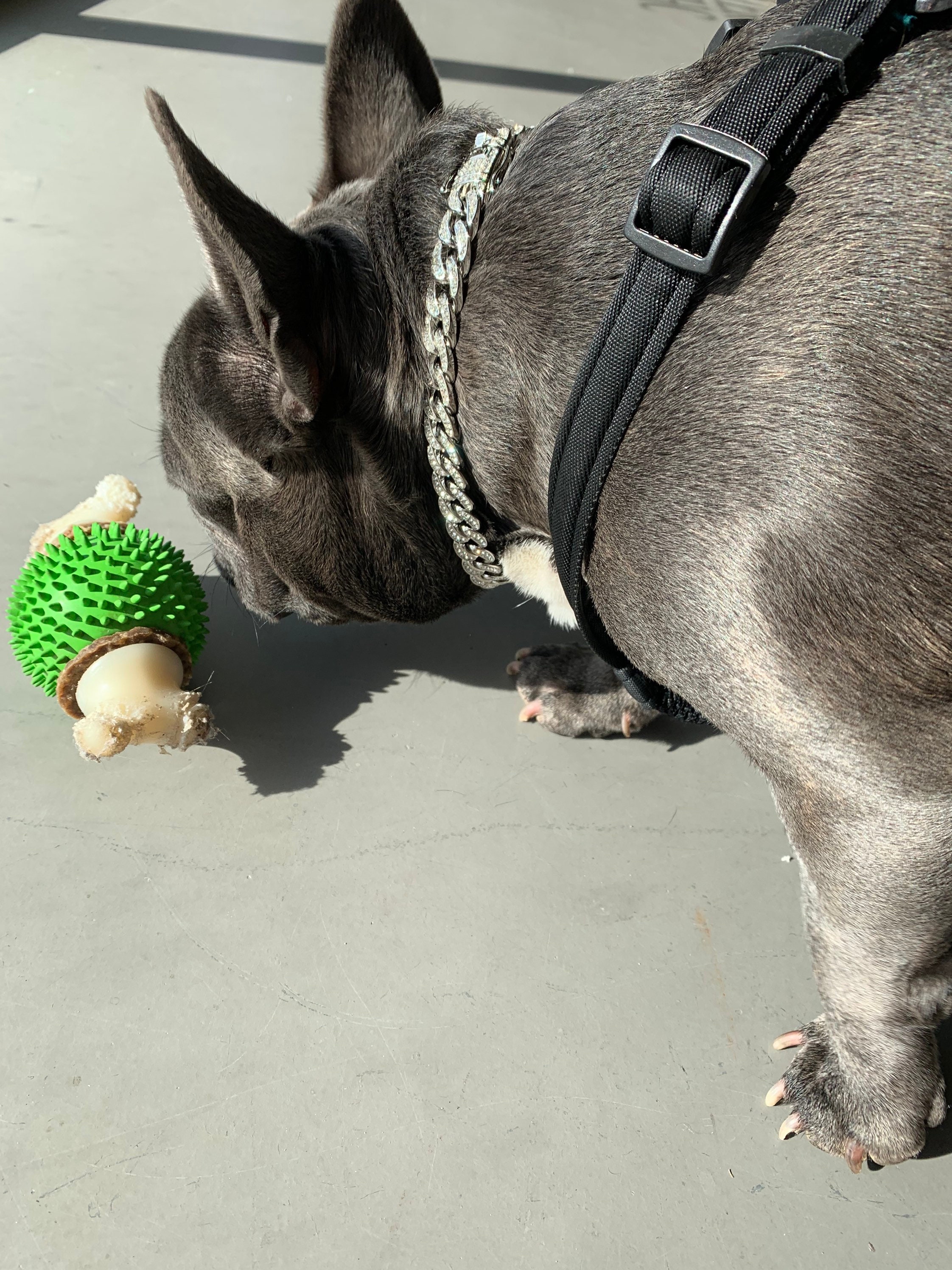 Silver Iced Out Cuban Link Dog Chain/ Custom Dog Chain | Etsy