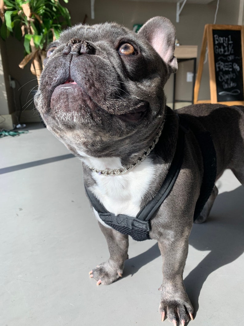 Silver iced out cuban link dog chain/ collar Custom dog chain | Etsy