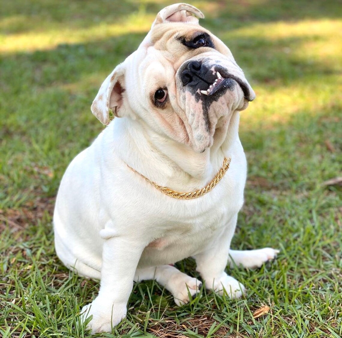 Iced Out Cuban Link Dog Chain Custom dog chain Handmade dog | Etsy