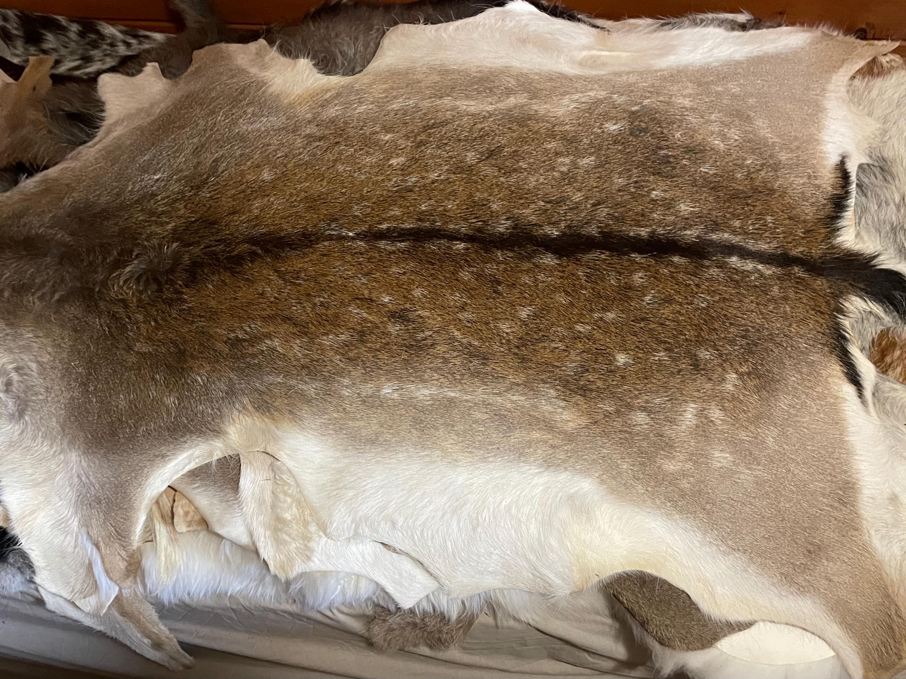 Australian Natural Spotty Fallow or Chital Deer Hide - Etsy