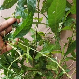 MagicJuiceStore - Etsy