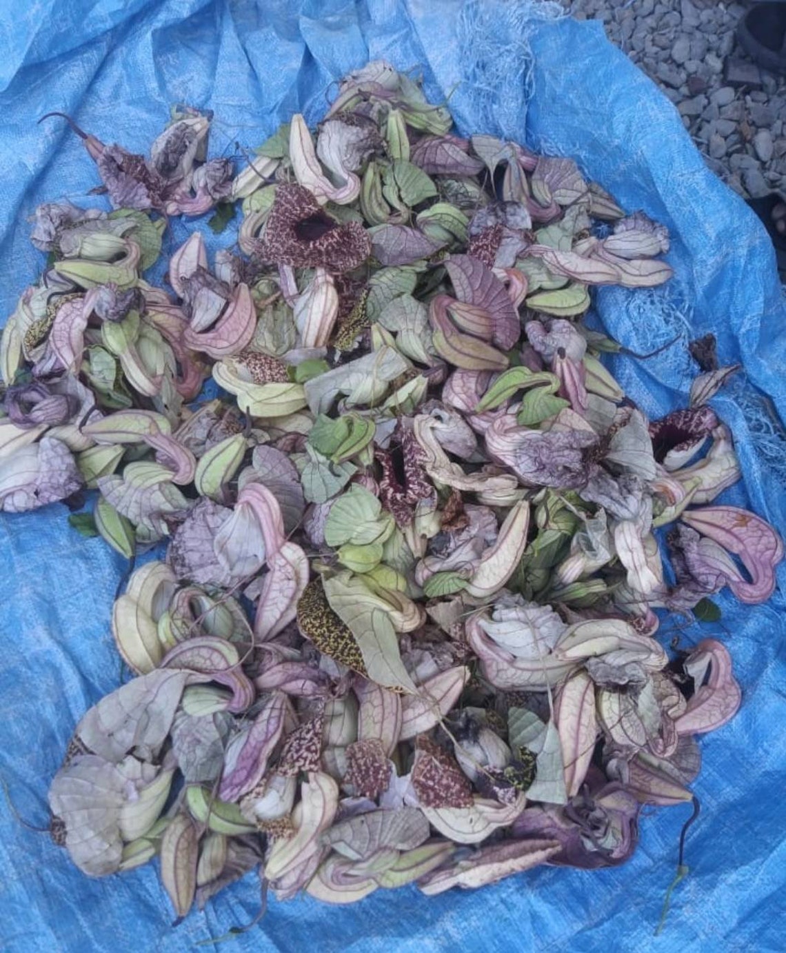 Duck Flower Detox contribo Pelican Flower Dutchman's - Etsy UK