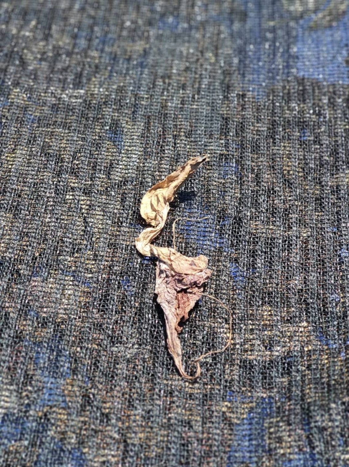 Duck Flower Detox contribo Pelican Flower Dutchman's - Etsy