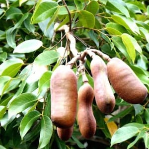 Stinking Toe Powder Hymenaea Courbaril No GMO 100% Organic Air Dried ...