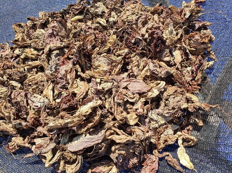 Duck Flower Detox contribo Pelican Flower Dutchman's - Etsy