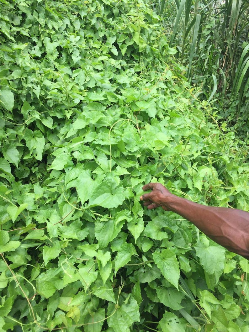 Jamaican Guaco Herb Mikania Micrantha 100% Wildcrafted | Etsy