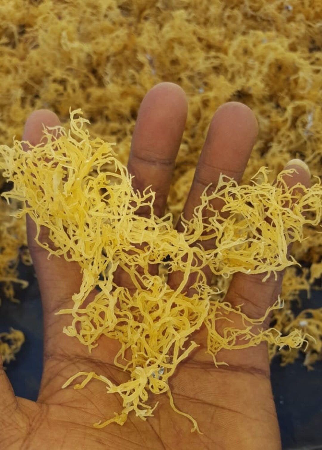 Jamaican Gold Sea Moss 100% Raw Irish Moss.harvested With Love From the ...