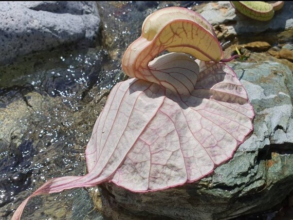 Duck Flower Detox contribo Pelican Flower Dutchman's - Etsy