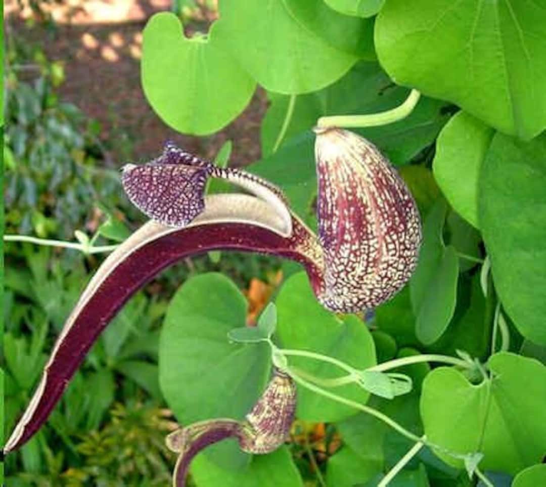 Aristolochia Ringens Gaping Dutchmans Pipe 40 Seeds - Etsy
