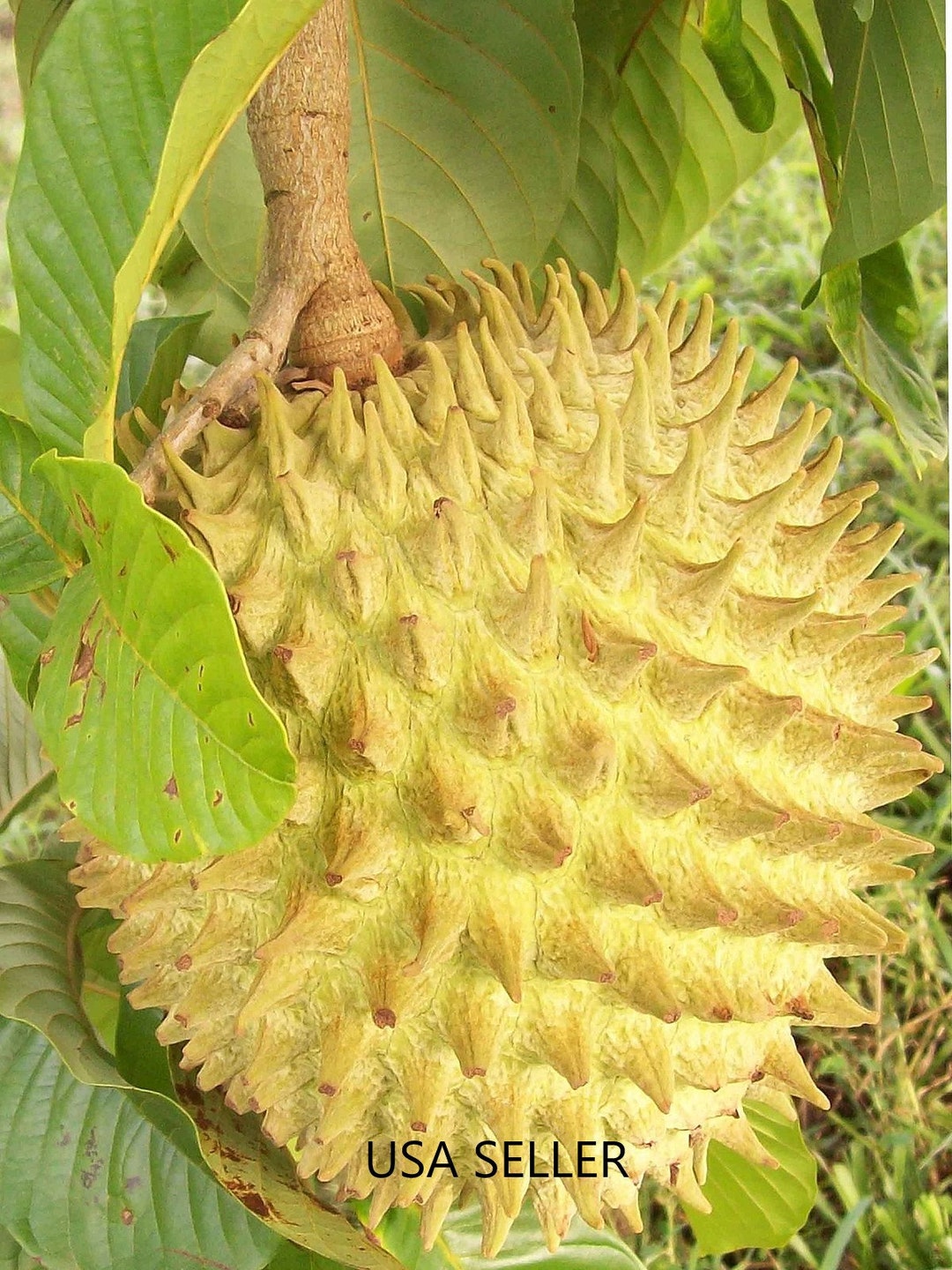 Annona Purpurea Seeds Soncoya Yellow Flesh Ilama 2 - Etsy