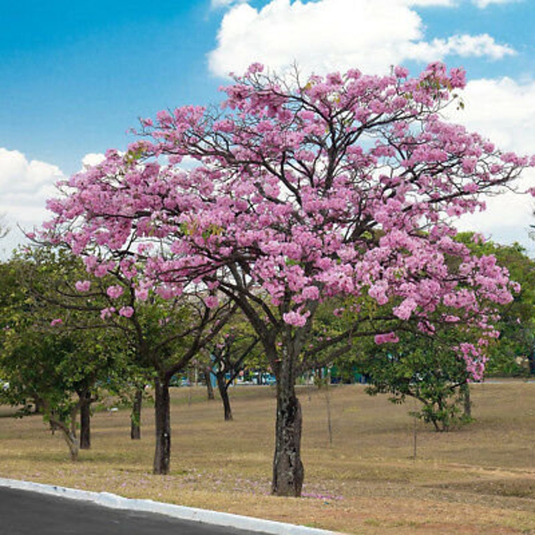 Tabebuia Rosea Pink Trumpet Tree, Pink Poui 150, 300, 1500 Seeds - Etsy