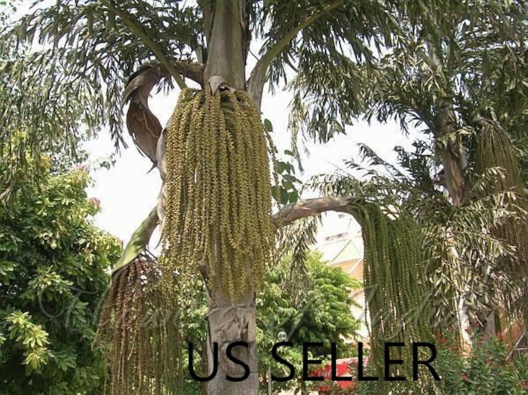 Caryota Urens Jaggery Palm Toddy Palm Fishtail Wine Palm 25 - Etsy