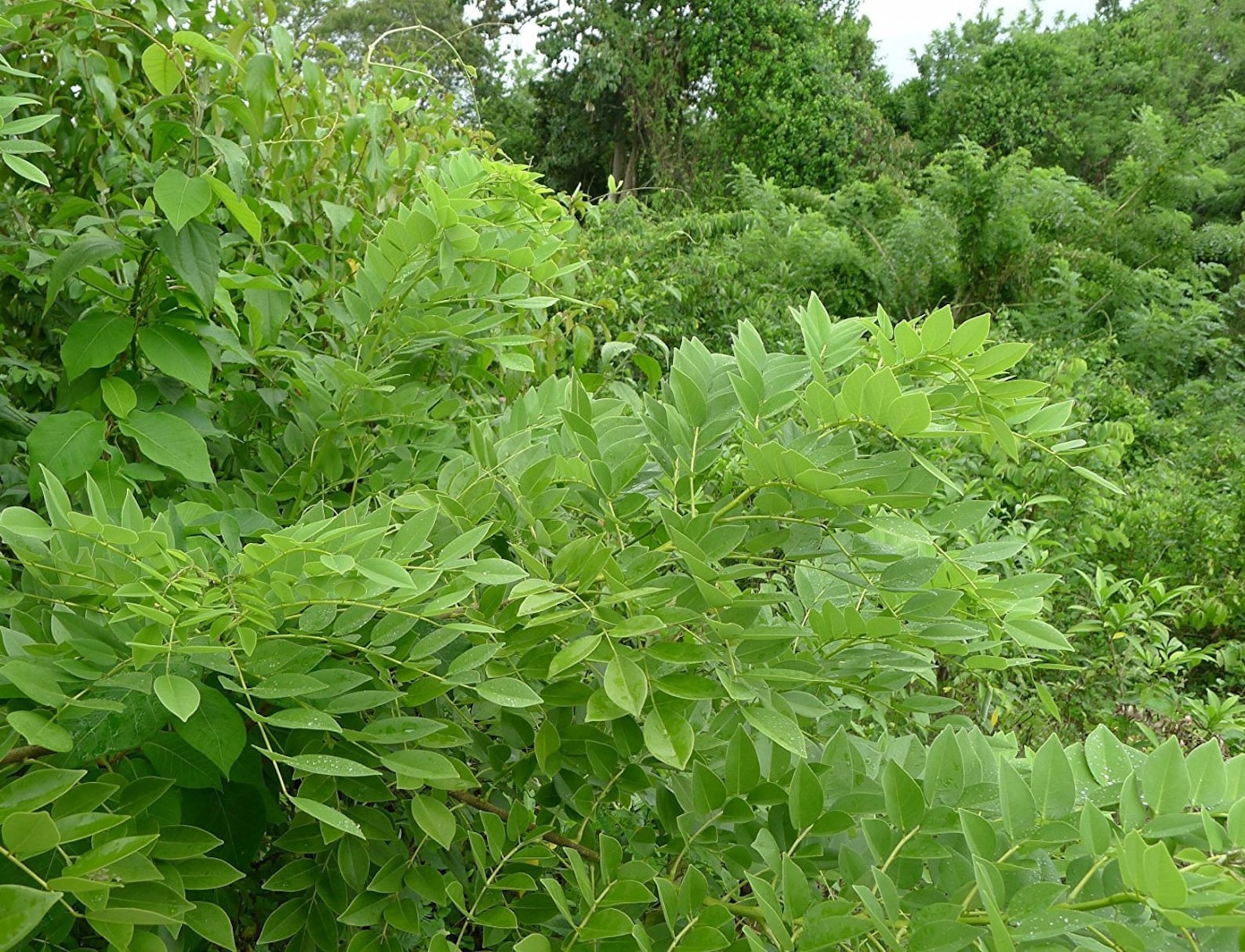 Gliricidia sepium seeds | Etsy