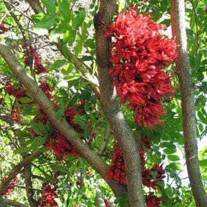 Schotia Brachypetala Drunken Parrot Tree 40 Seeds 1S - Etsy