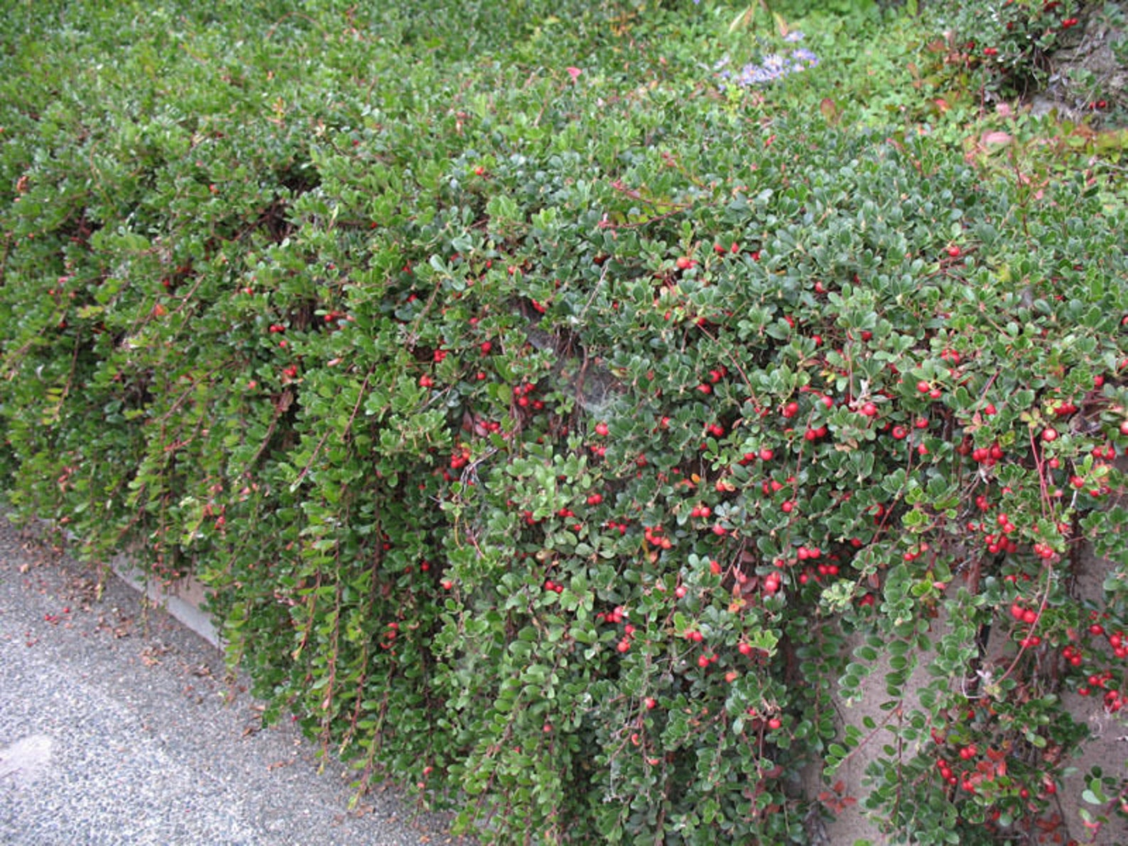 Cotoneaster Horizontalis Rockspray Cotoneaster 200 1000 - Etsy
