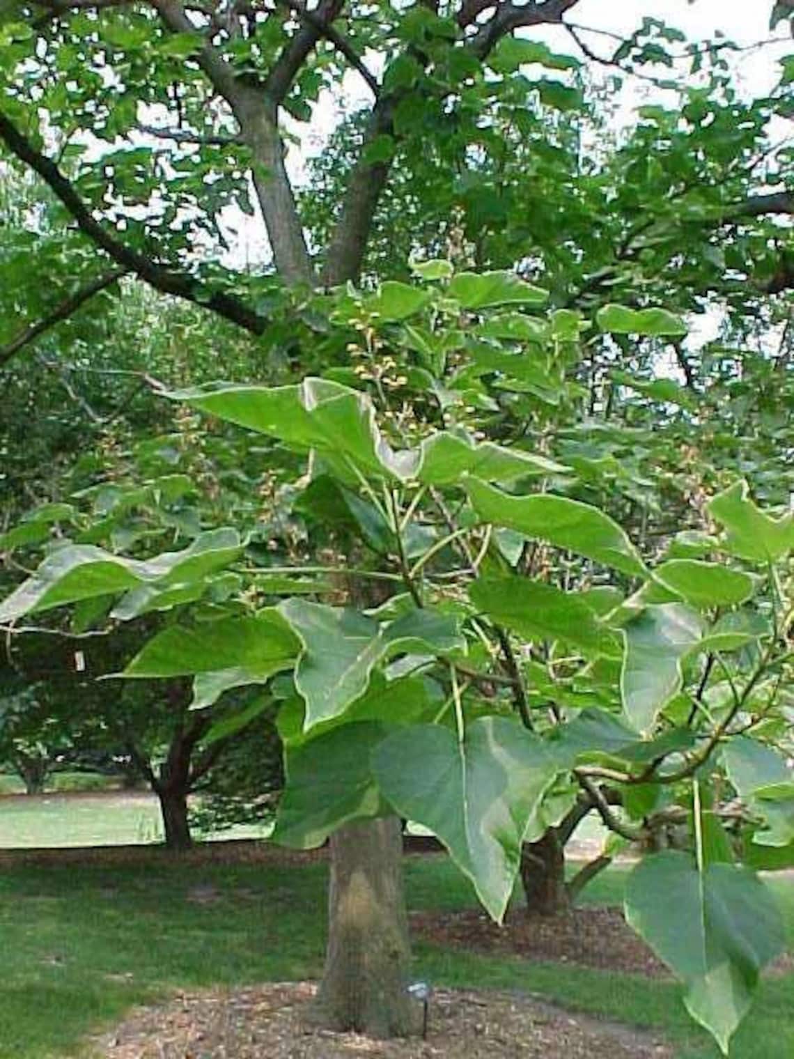 Paulownia Tomentosa Royal Empress Tree Princess Tree 5000 - Etsy