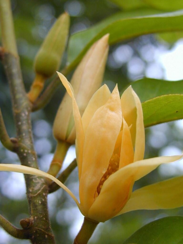 Michelia champaca Magnolia Champaca Champak 25 50 100 - Etsy España