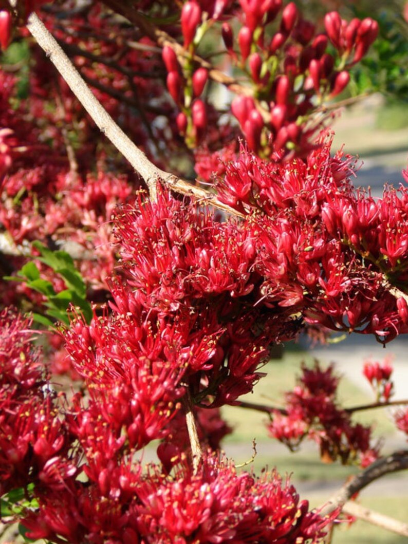 Schotia Brachypetala Drunken Parrot Tree 40 Seeds 1S - Etsy