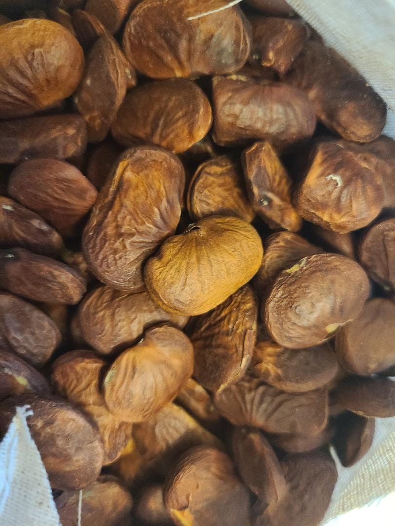 60 seeds Pongam Oiltree Karanj 30 Millettia pinnata Indian Beech Seeds ...