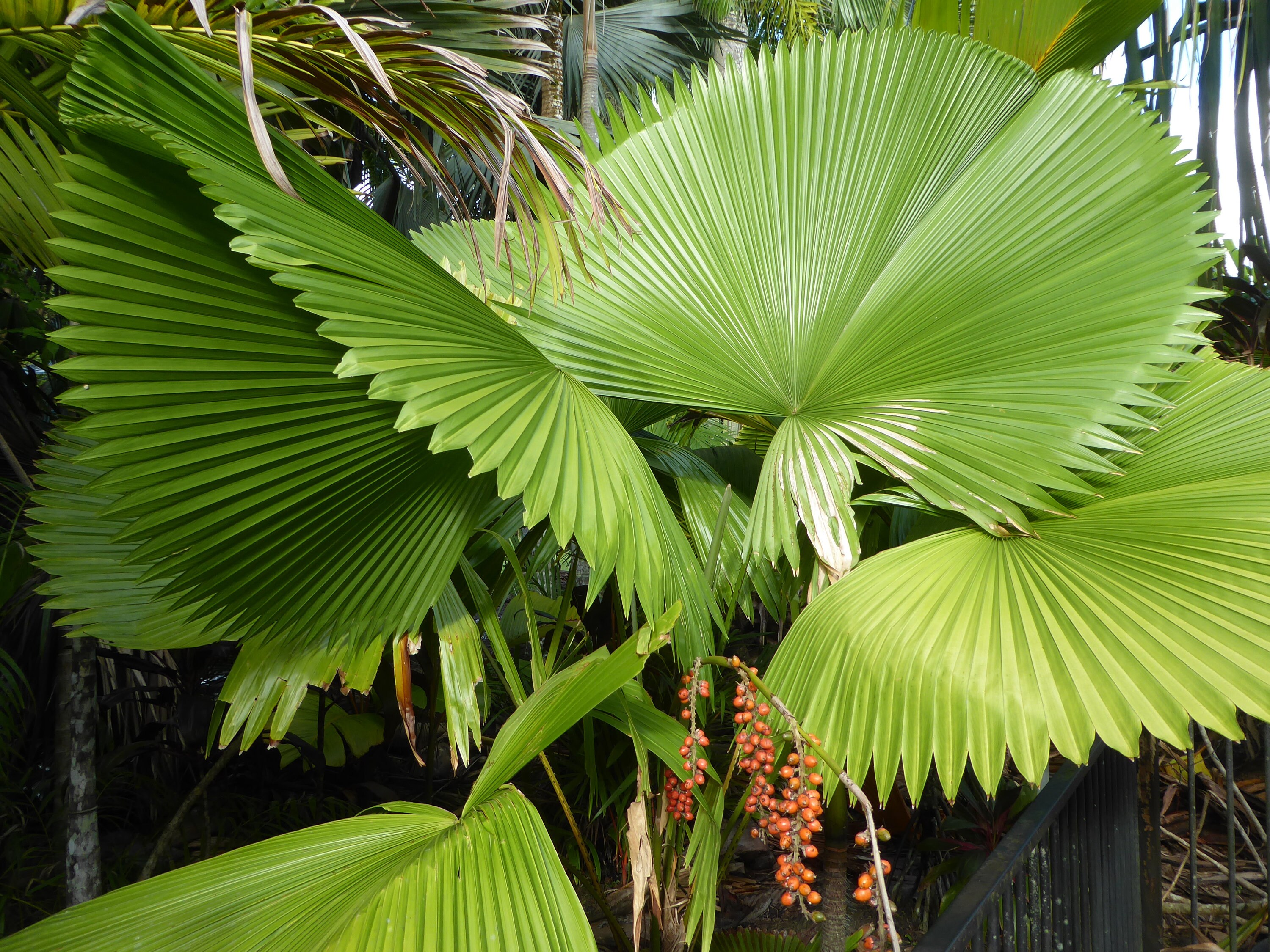 Licuala Grandis Vanuatu Fan Palm Ruffled Fan Palm Palas Palm - Etsy