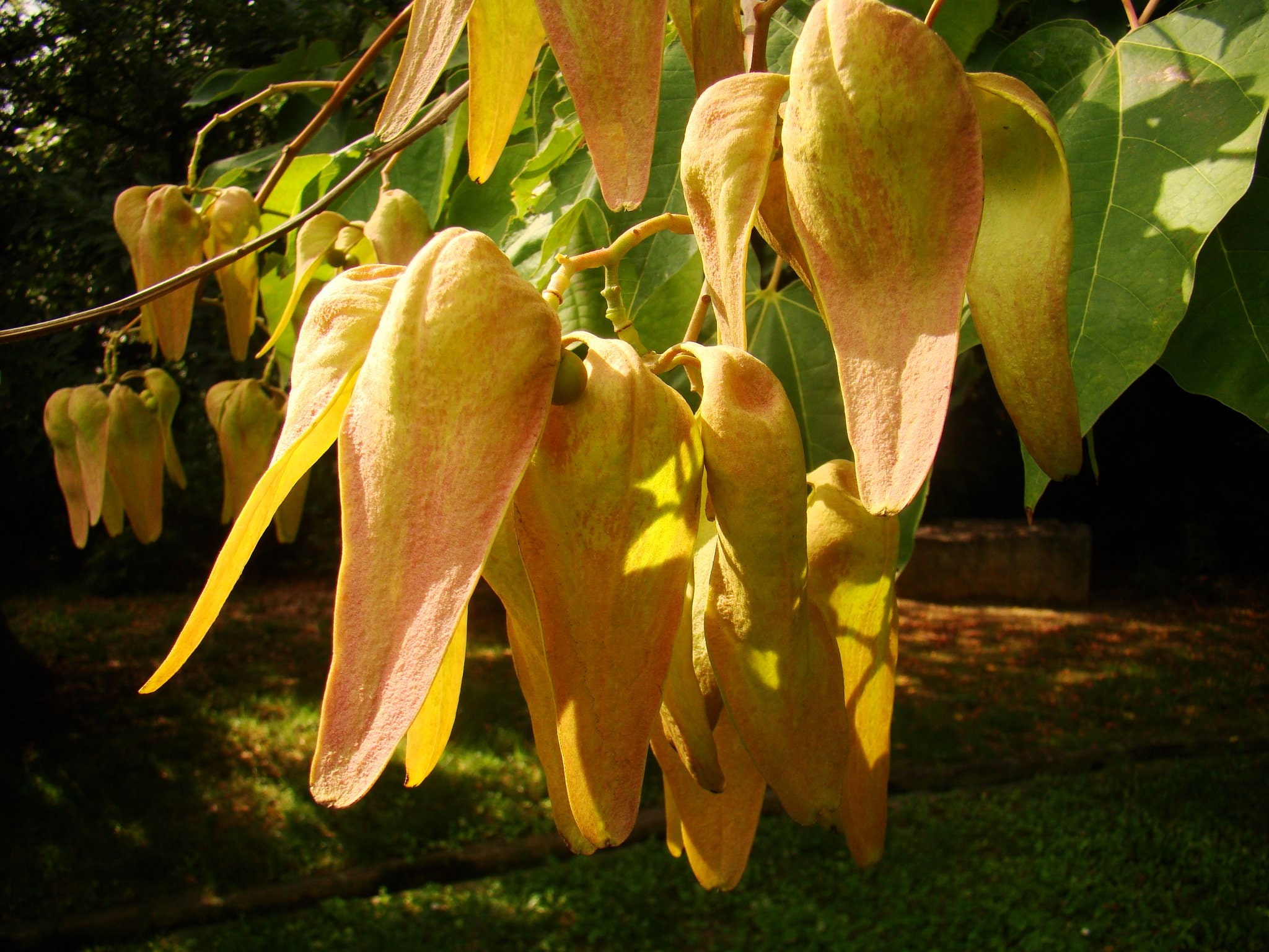 Chinese Parasol Tree Varnish Tree