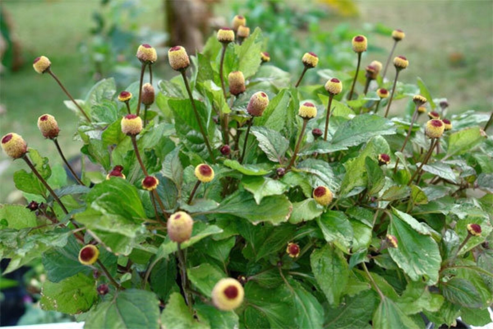 Spilanthes Acmella Toothache Plant 1000 Seeds - Etsy UK