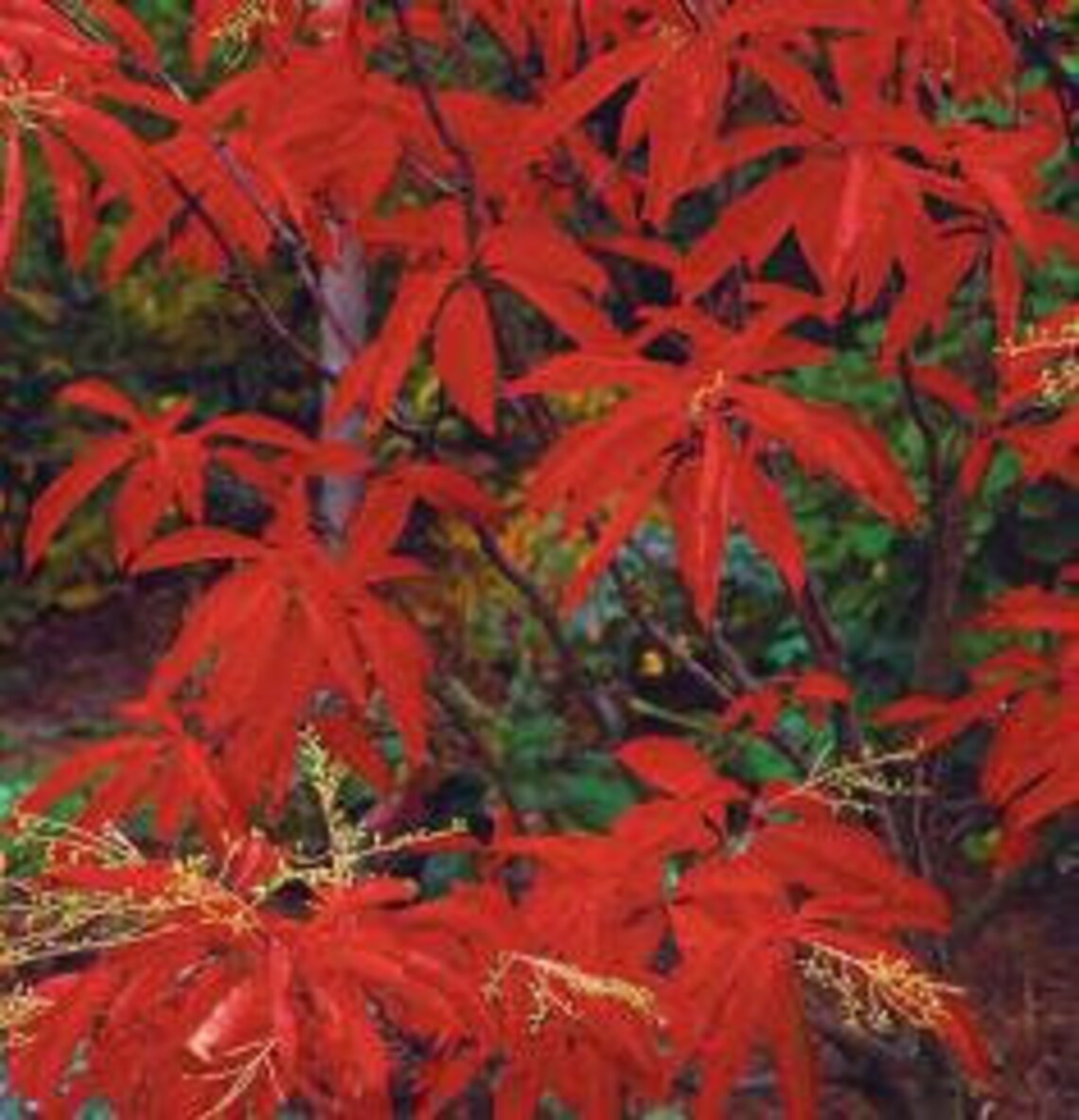 Oxydendrum Arboreum Sourwood Sorrel Tree 500 12000 Seeds - Etsy