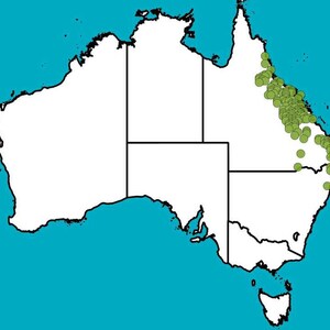 Cassia Brewsteri Brewsters Cassia, Leichhardt Bean, Cassia Pea Tree 50 ...